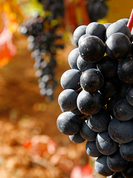 Tempranillo - Famous Native Spanish Wine Grape