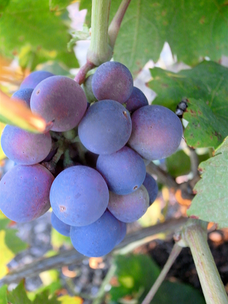 Buy Zinfandel Wines Online - Best Selection - Order Now