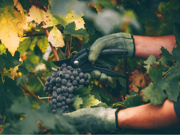 Wine Access - Highly Coveted Wines, Expertly Curated.